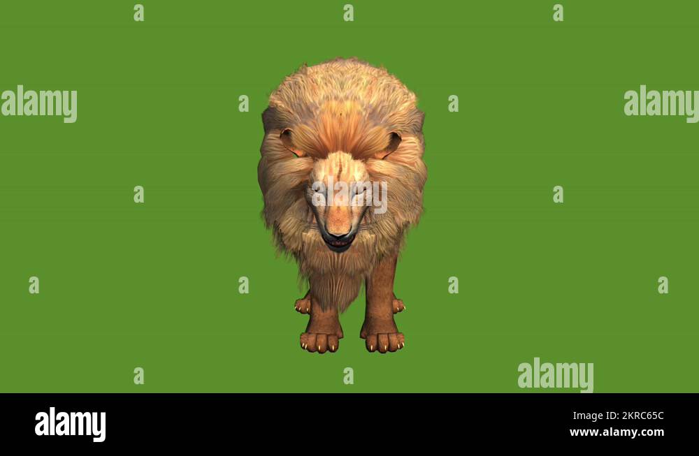 Lion bite eating,Endangered wild animal wildlife Stock Video Footage ...