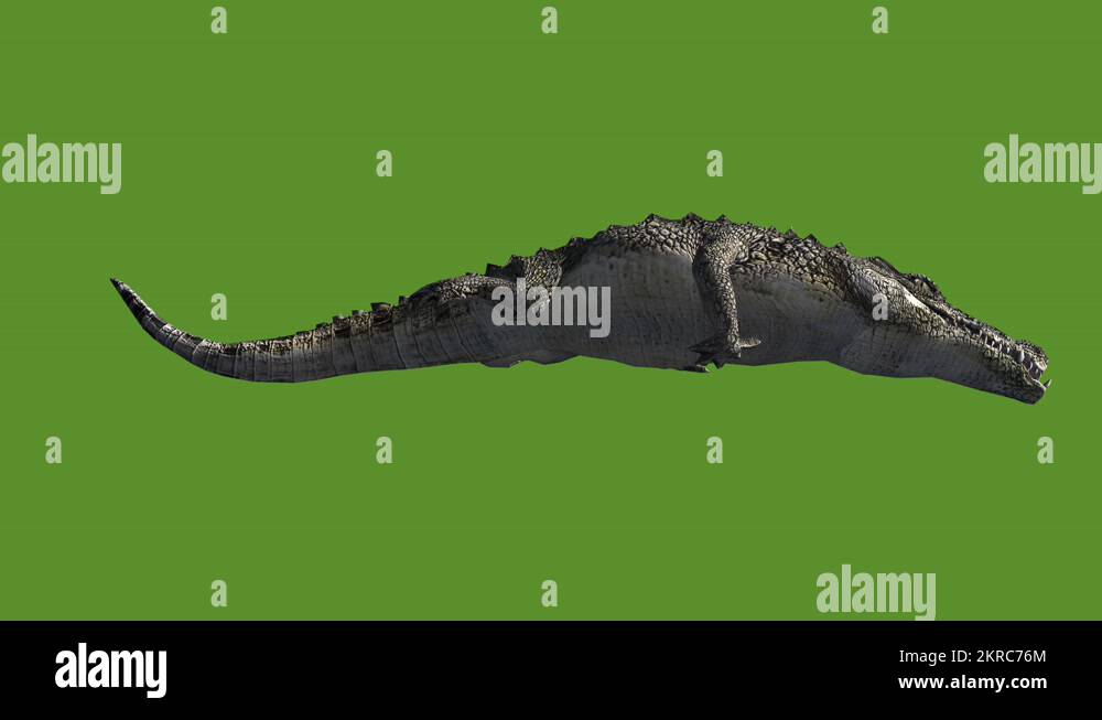 Crocodile turn Stock Videos & Footage - HD and 4K Video Clips - Alamy