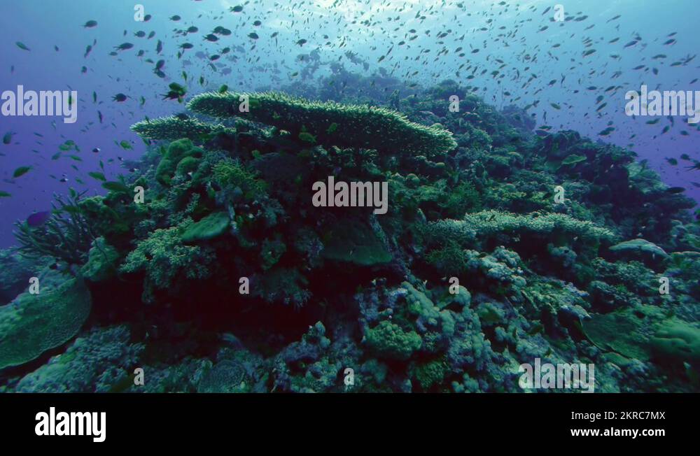 coral reef landscape in the Red Sea, surface background Stock Video ...