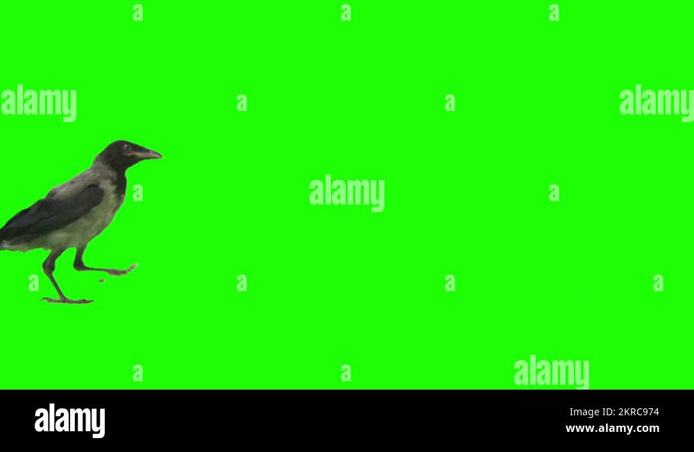 Crow enters from left and exits the scene from right on green screen ...
