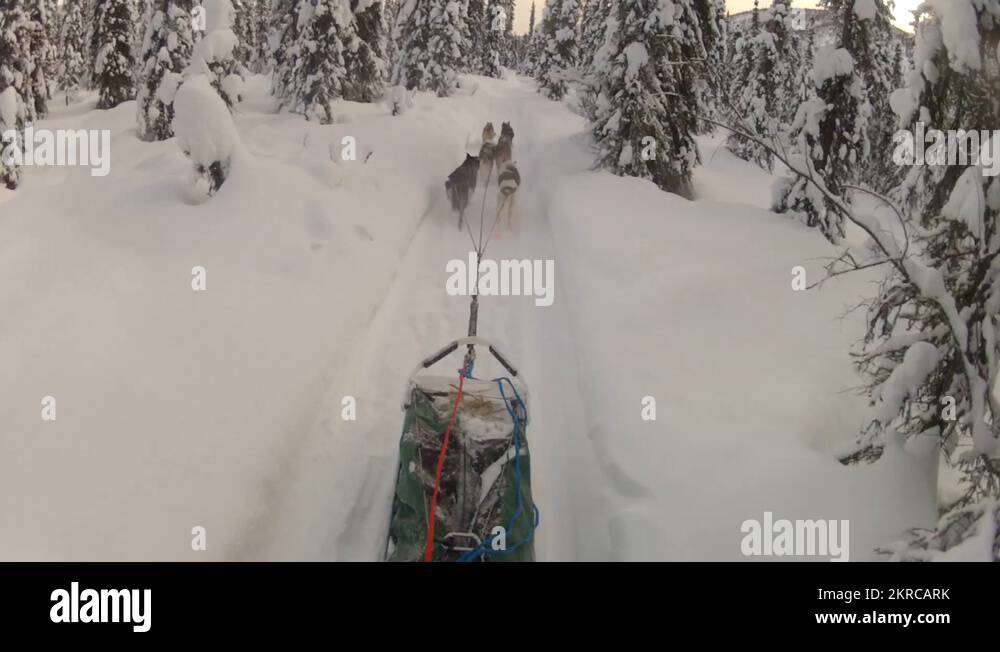 Mushing sledding Stock Videos & Footage - HD and 4K Video Clips - Alamy