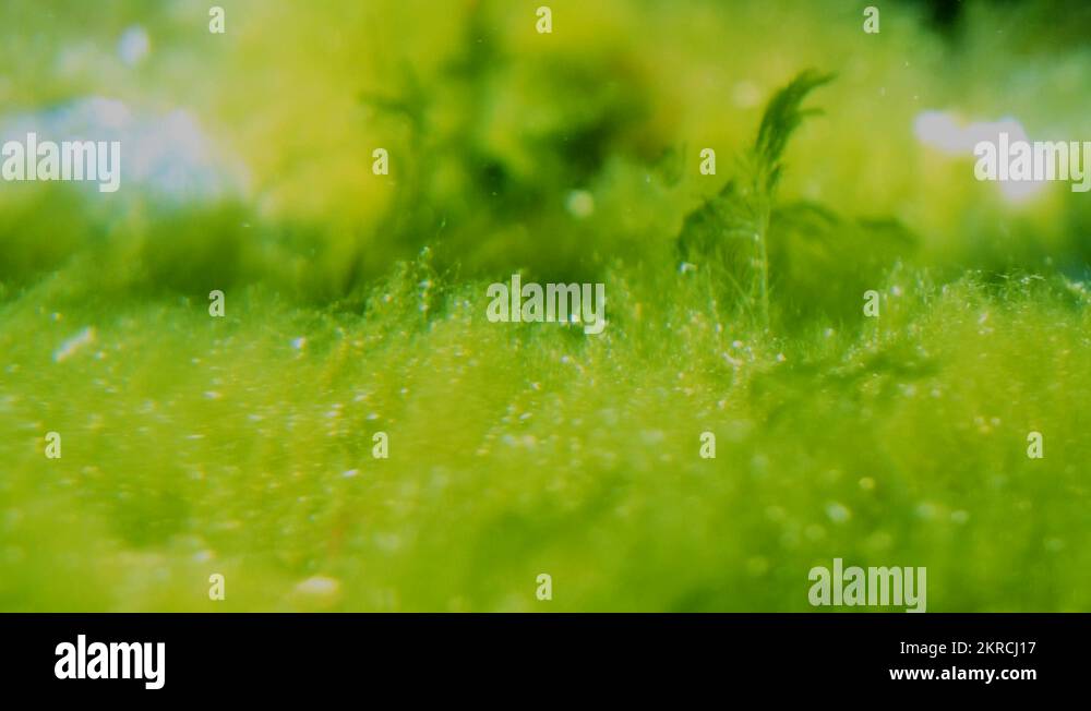 Algae tank Stock Videos & Footage - HD and 4K Video Clips - Alamy