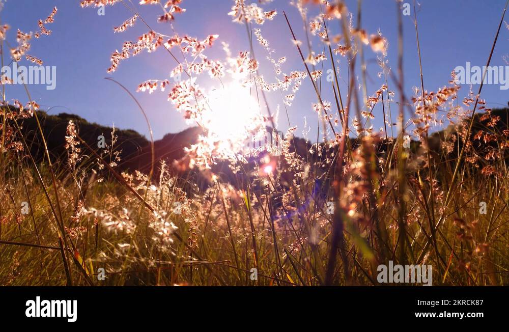 4K Warm Spring Sun Light Through Grass - Grass moving in the breeze ...