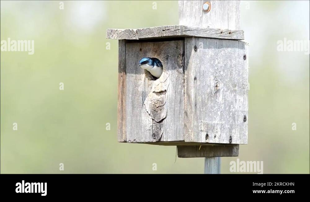 Swapping places Stock Videos & Footage - HD and 4K Video Clips - Alamy Swapping places Stock Videos & Footage - HD and 4K Video Clips - Alamy