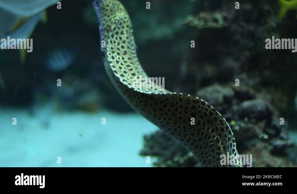 Giant moray Stock Videos & Footage - HD and 4K Video Clips - Alamy