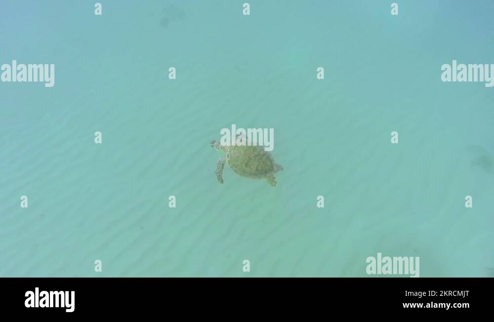 Calm turtle Stock Videos & Footage - HD and 4K Video Clips - Alamy