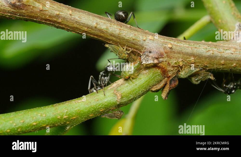 4K Ants tend Black Locust Treehoppers 4 Stock Video Footage - Alamy