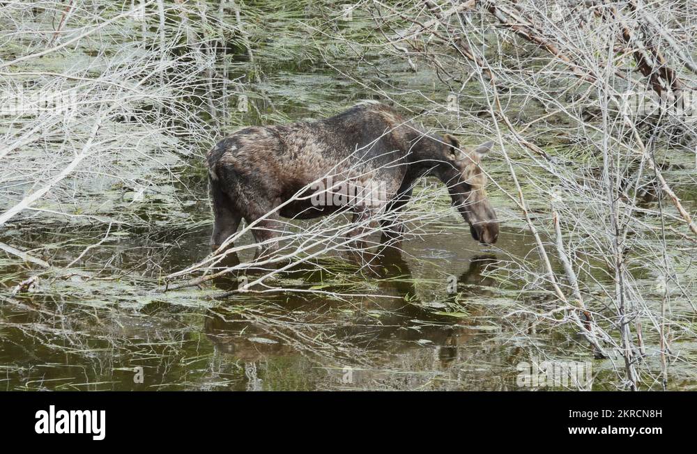 Moose swamp Stock Videos & Footage - HD and 4K Video Clips - Alamy