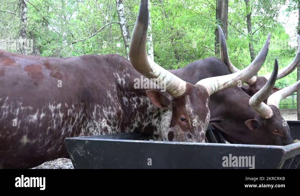 Ultra HD 4K Ankole Watusi Bulls, Longhorn Cattle Feeding, Eating Forage ...