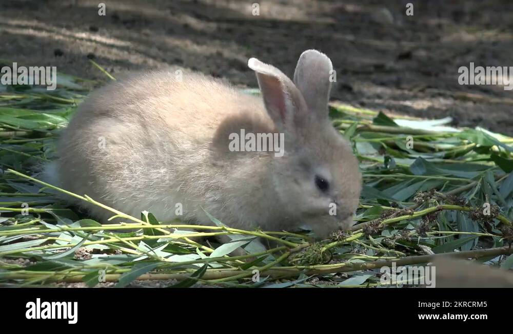 Ultra HD 4K Rabbit, Bunny Family Eating Grass, Playing Hare, Guinea Pig ...