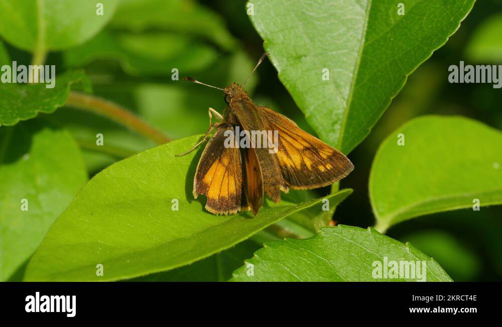 Hesperioidea Stock Videos & Footage - HD and 4K Video Clips - Alamy