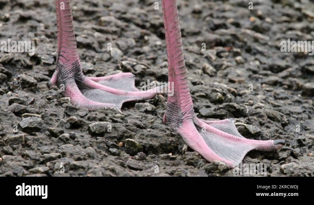 Flamingo feet Stock Videos & Footage - HD and 4K Video Clips - Alamy