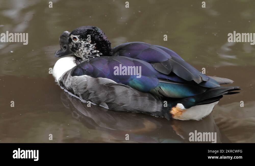 Comb billed duck Stock Videos & Footage - HD and 4K Video Clips - Alamy