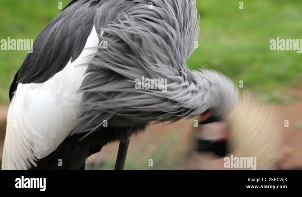 Grey crested crane Stock Videos & Footage - HD and 4K Video Clips - Alamy