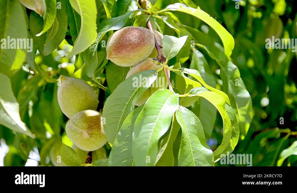 ripening peach tree with fruit in development stage Stock Video Footage ...