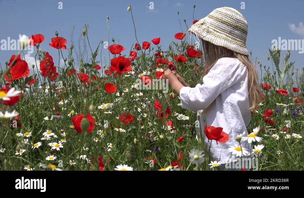 Ultra HD 4K Happy Little Girl, Child Playing in Poppy Flower Field ...
