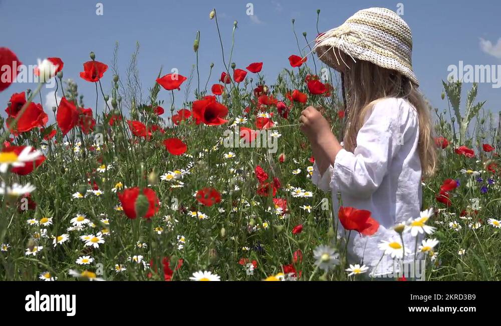 Ultra HD 4K Happy Little Girl, Child Playing in Poppy Flower Field ...