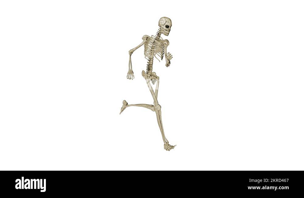 Human hip bones illustration Stock Videos & Footage - HD and 4K Video ...