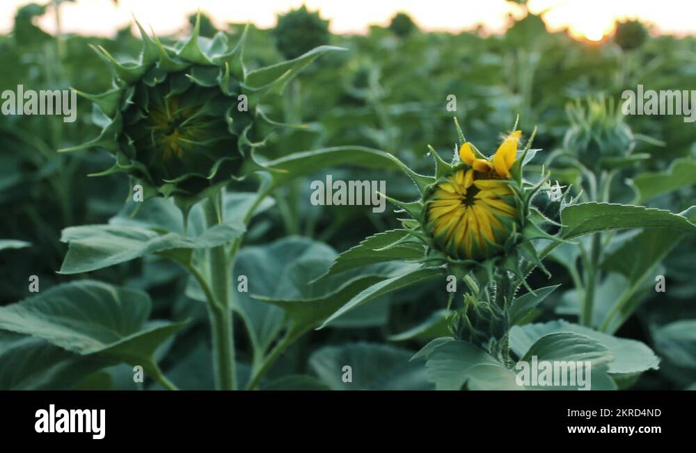 Plant growth stages plant development Stock Videos & Footage - HD and 4K Video Clips - Alamy
