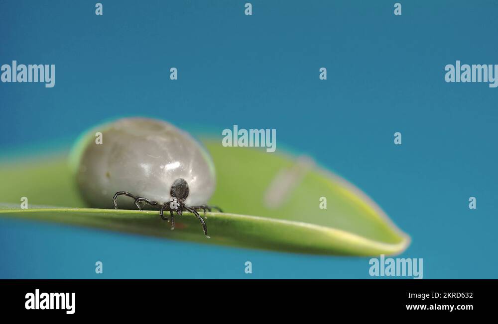 Bedbug dog Stock Videos & Footage - HD and 4K Video Clips - Alamy