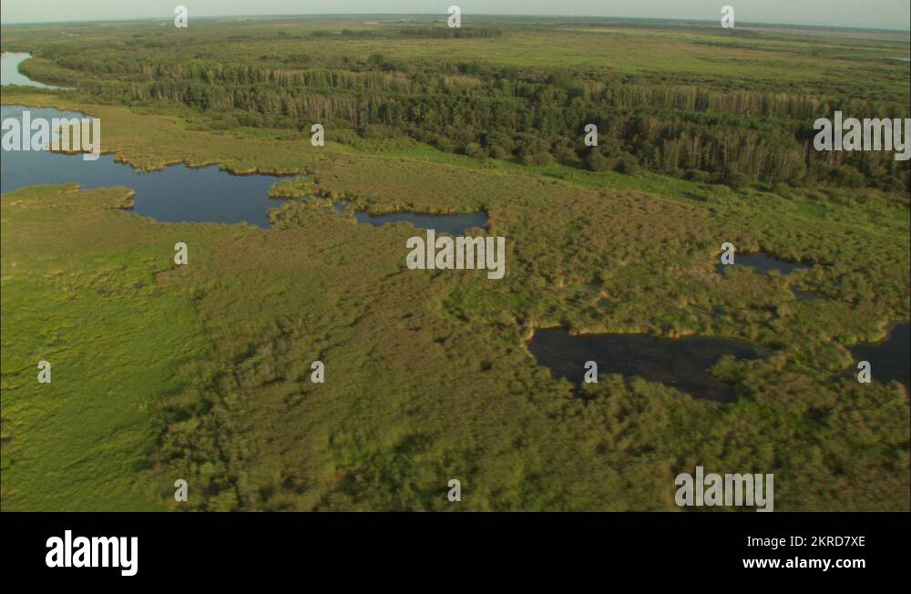 Boreal forest Stock Videos & Footage - HD and 4K Video Clips - Alamy