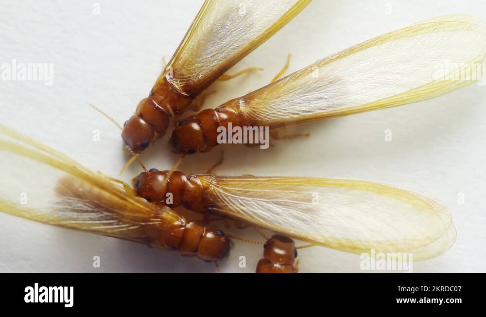 Termite infestation termites Stock Videos & Footage - HD and 4K Video ...