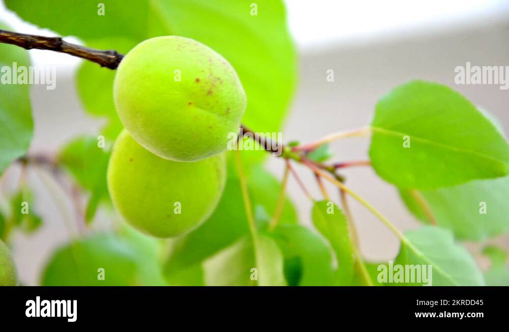 Tree development stage Stock Videos & Footage - HD and 4K Video Clips ...