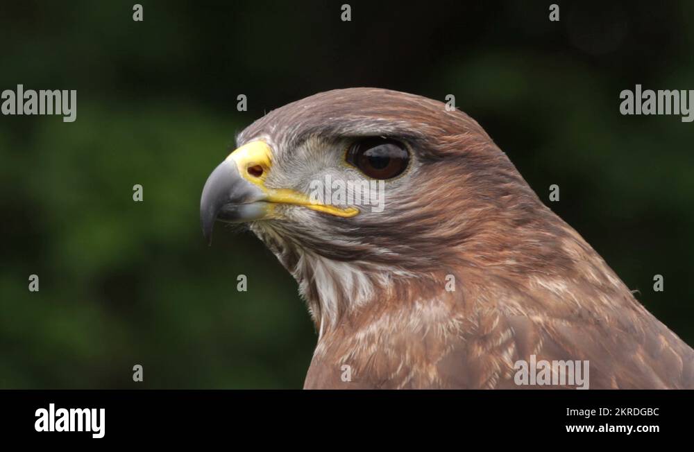 European raptor Stock Videos & Footage - HD and 4K Video Clips - Alamy