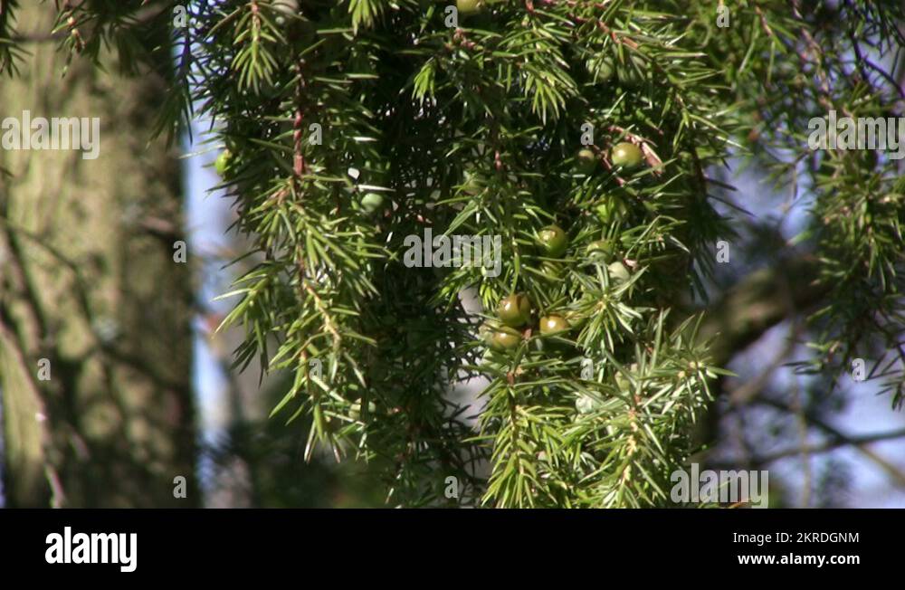 Juniper berry plant Stock Videos & Footage - HD and 4K Video Clips - Alamy