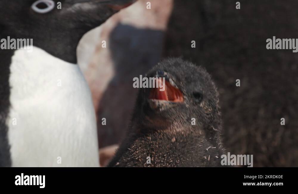 Penguin tongue Stock Videos & Footage - HD and 4K Video Clips - Alamy