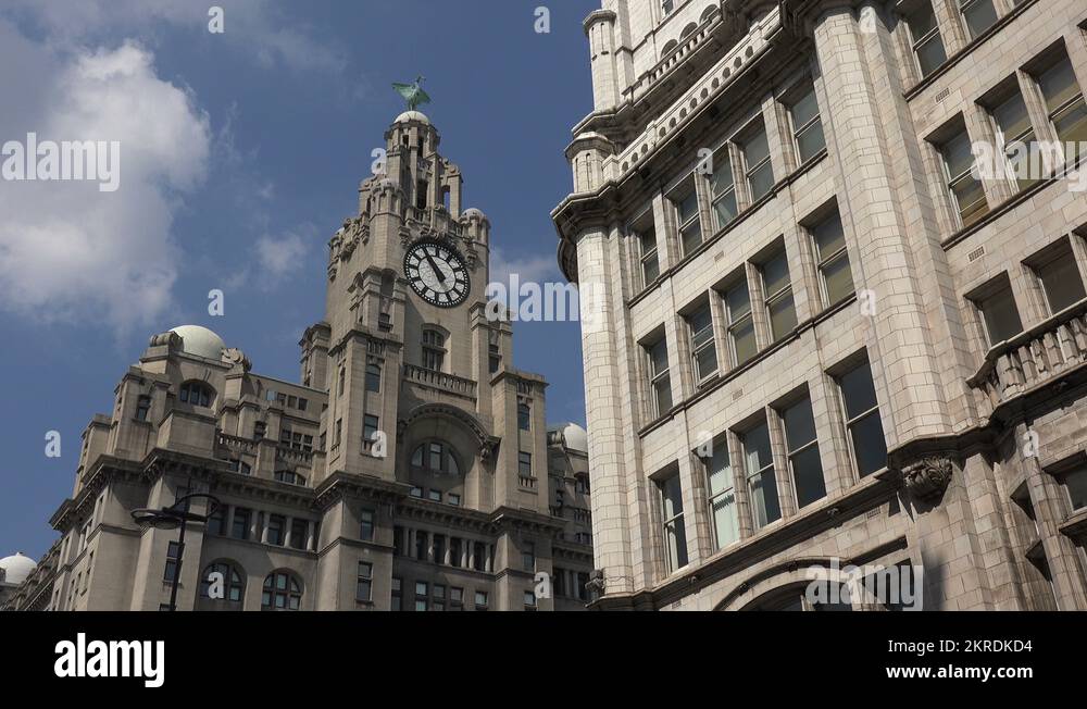 Liver building symbol Stock Videos & Footage - HD and 4K Video Clips ...
