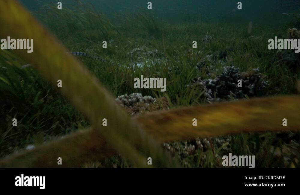 Banded sea snake (krait) hunting in seagrass Stock Video Footage - Alamy