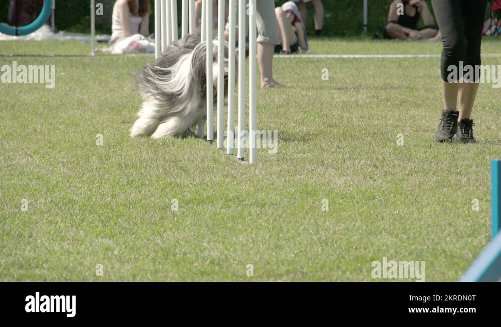 Dogs at agility show Stock Videos & Footage - HD and 4K Video Clips - Alamy