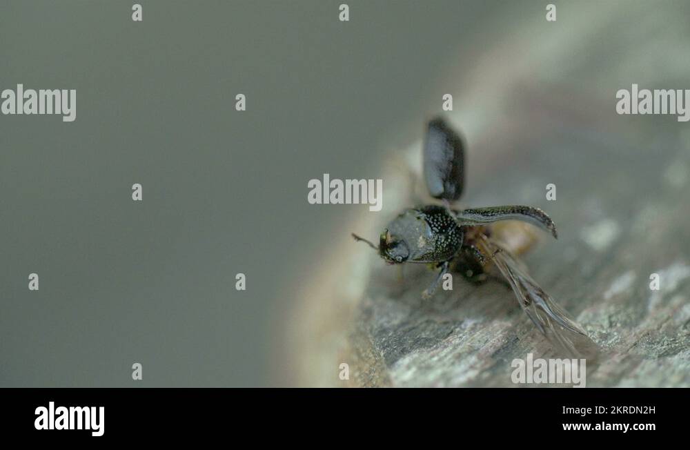 Flying cockroach Stock Videos & Footage - HD and 4K Video Clips - Alamy