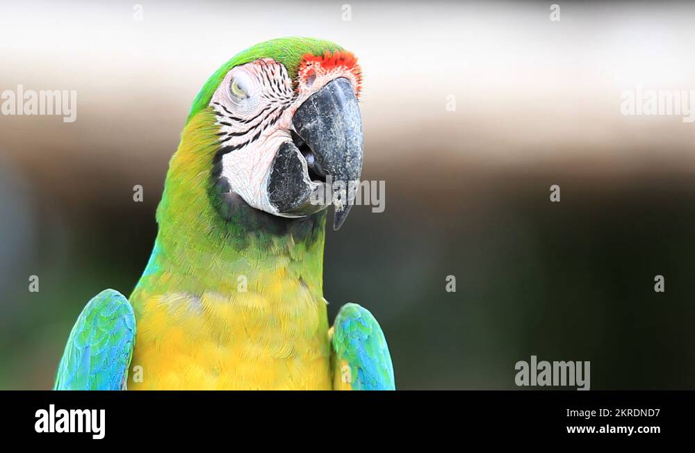 Macaw bird Stock Videos & Footage - HD and 4K Video Clips - Alamy