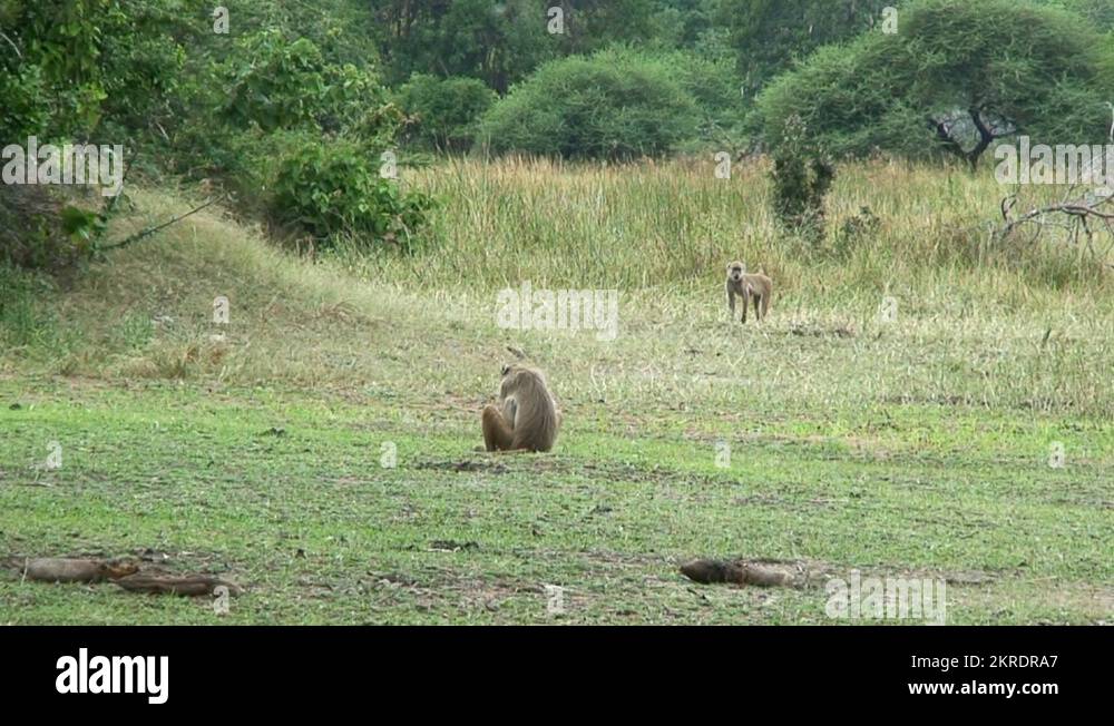 Malawi forest Stock Videos & Footage - HD and 4K Video Clips - Alamy