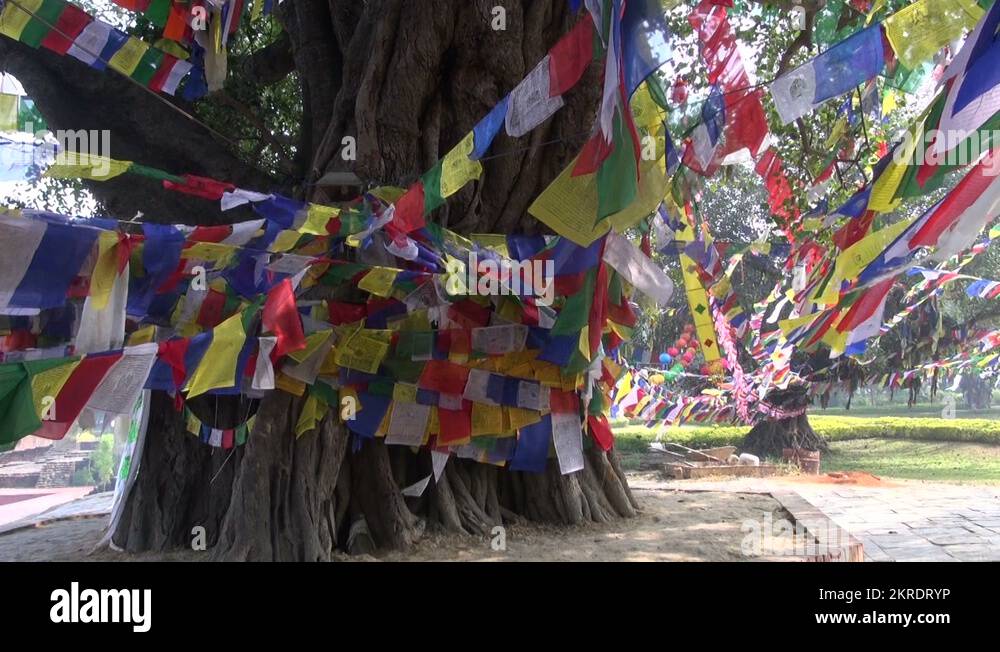 Tree in nepal Stock Videos & Footage - HD and 4K Video Clips - Alamy