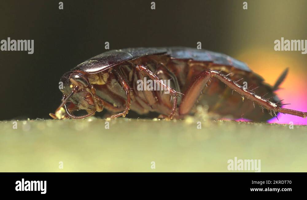 Cockroach insects Stock Videos & Footage - HD and 4K Video Clips - Alamy