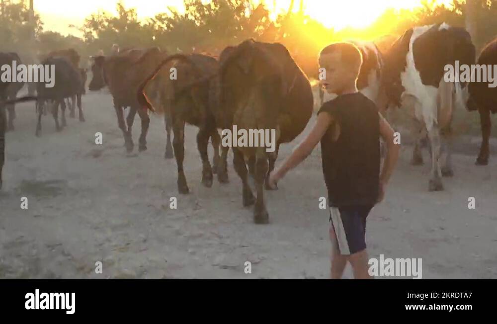 Boy and girl chase cows home from the pasture on picturesque sunset ...