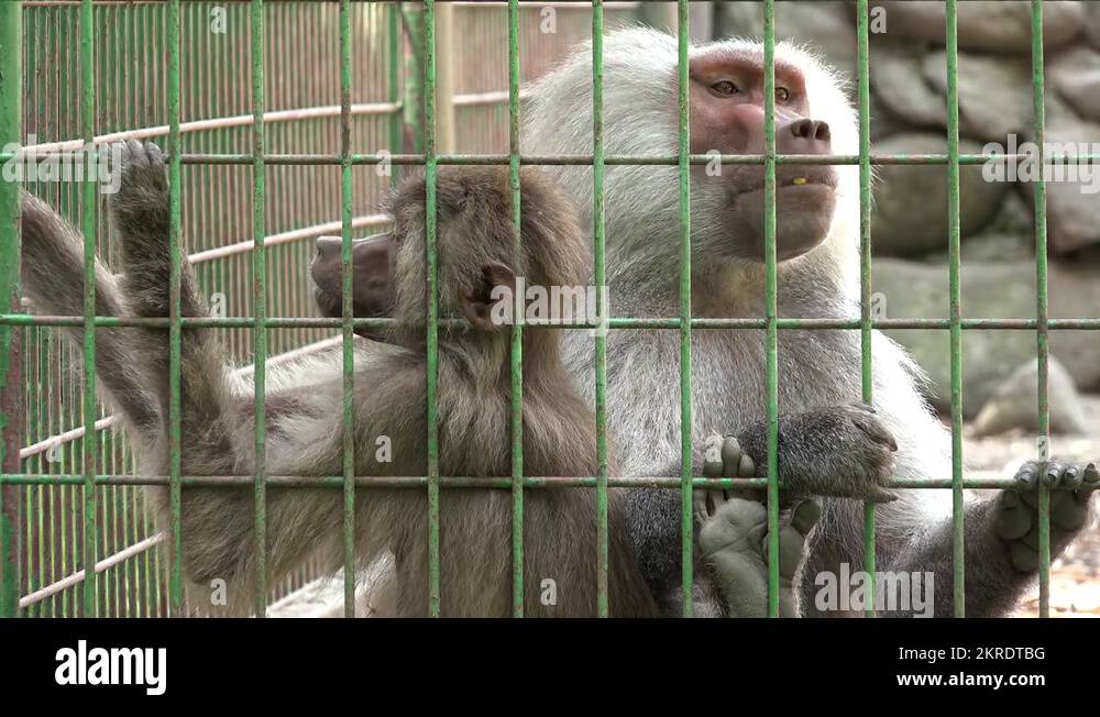 Ultra HD 4K Monkey Family in Captivity at Zoo, Baby Ape, Hamadryas ...