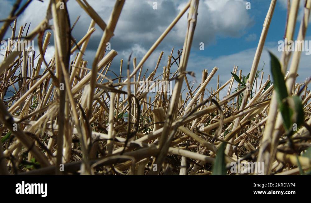 4K Harvested Grain Stems in Summer lowangle Stock Video Footage - Alamy