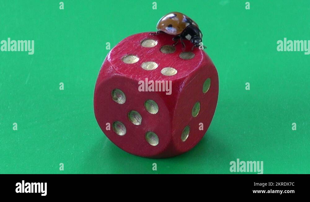 Number six ladybug Stock Videos & Footage - HD and 4K Video Clips - Alamy