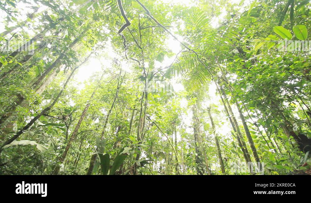 Tree cut down rainforest Stock Videos & Footage - HD and 4K Video Clips ...