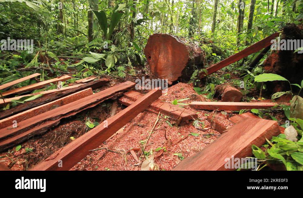 Rainforest timber tree Stock Videos & Footage - HD and 4K Video Clips ...