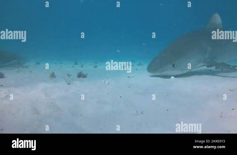 Shark with camera Stock Videos & Footage - HD and 4K Video Clips - Alamy
