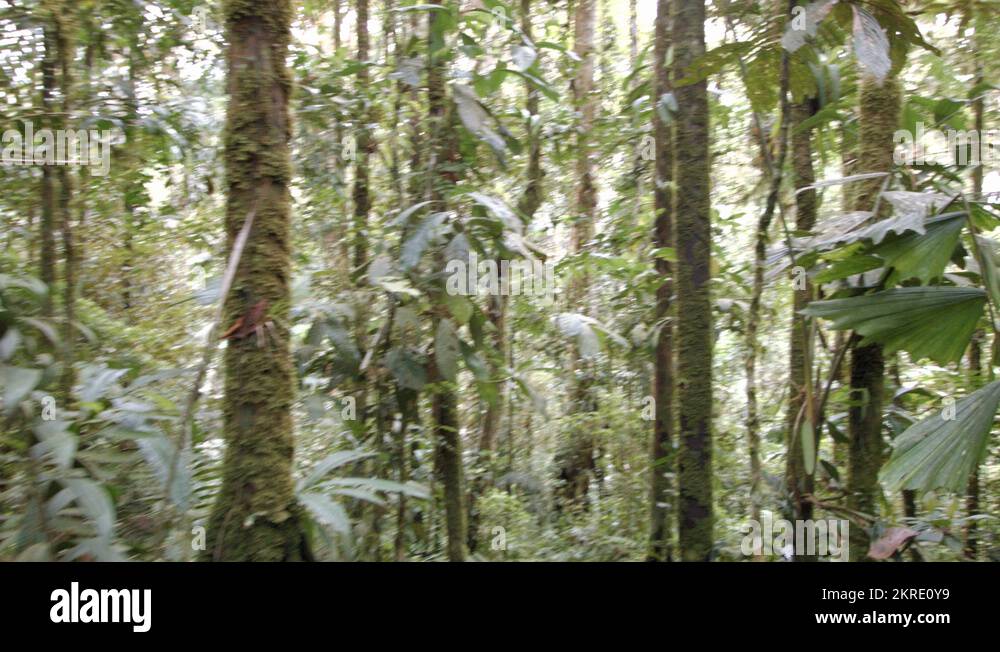 Walking palm ecuador Stock Videos & Footage - HD and 4K Video Clips - Alamy