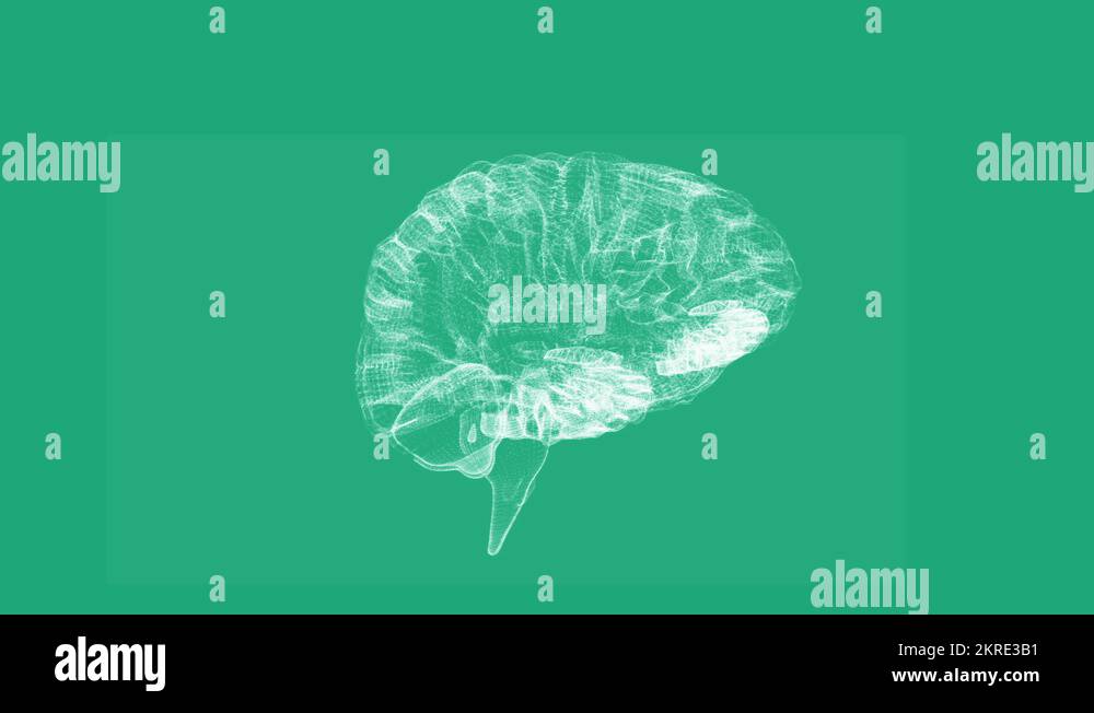 Human brain graphic Stock Videos & Footage - HD and 4K Video Clips - Alamy