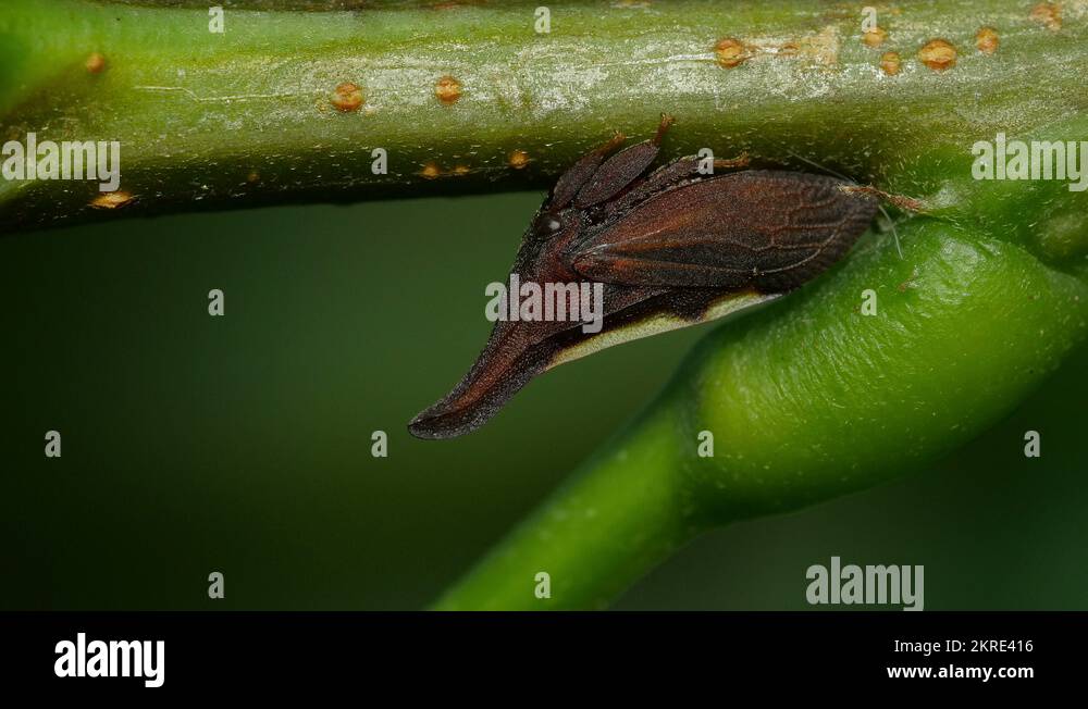 4K Two-marked Treehopper (Enchenopa binotata) 2 Stock Video Footage - Alamy
