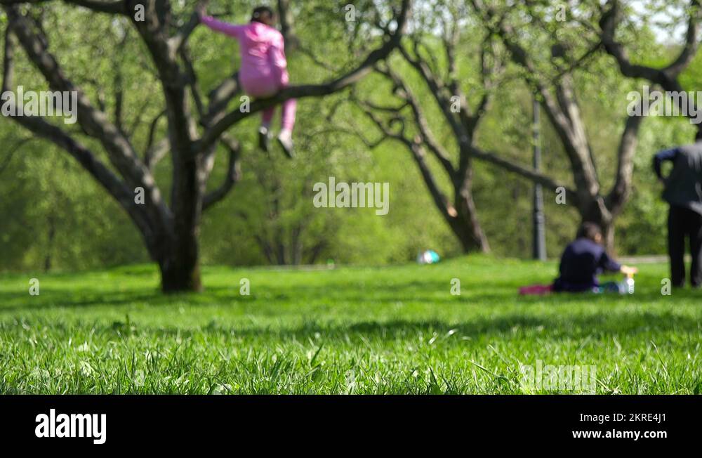 Sunny day in park, people relaxing, little girl climb up the tree Stock ...