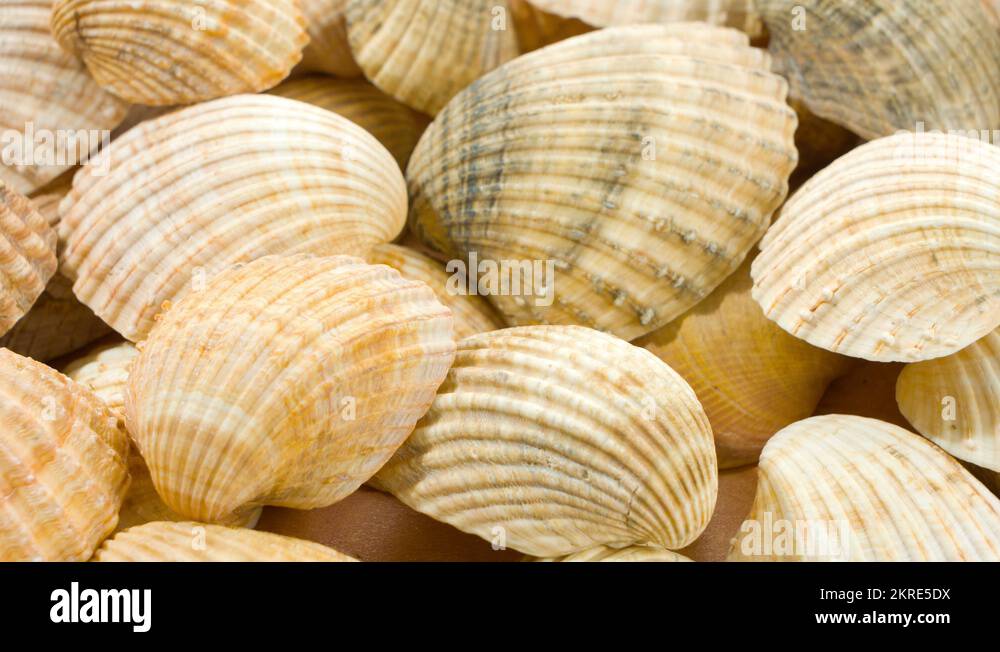 Seashells sea shells Stock Videos & Footage - HD and 4K Video Clips - Alamy